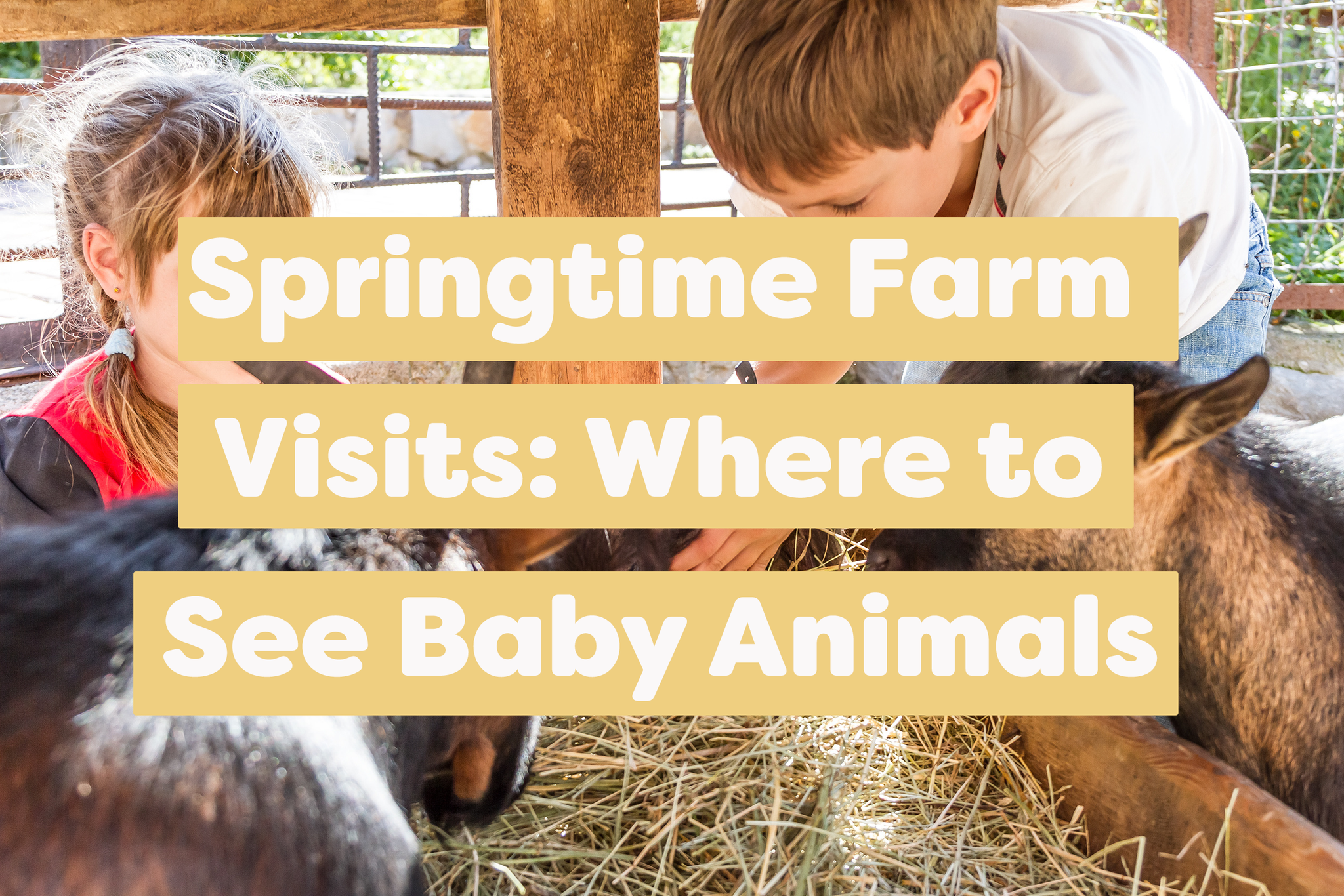 Springtime Farm Visits: Where to See Baby Animals